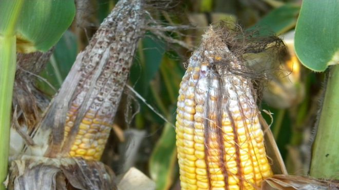 Dangerous corn ear rots: Fusarium (effects & disease control)