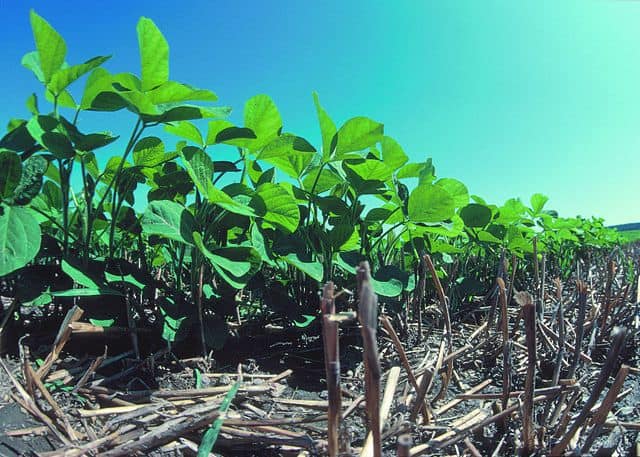 No-till farming - Pros and Cons