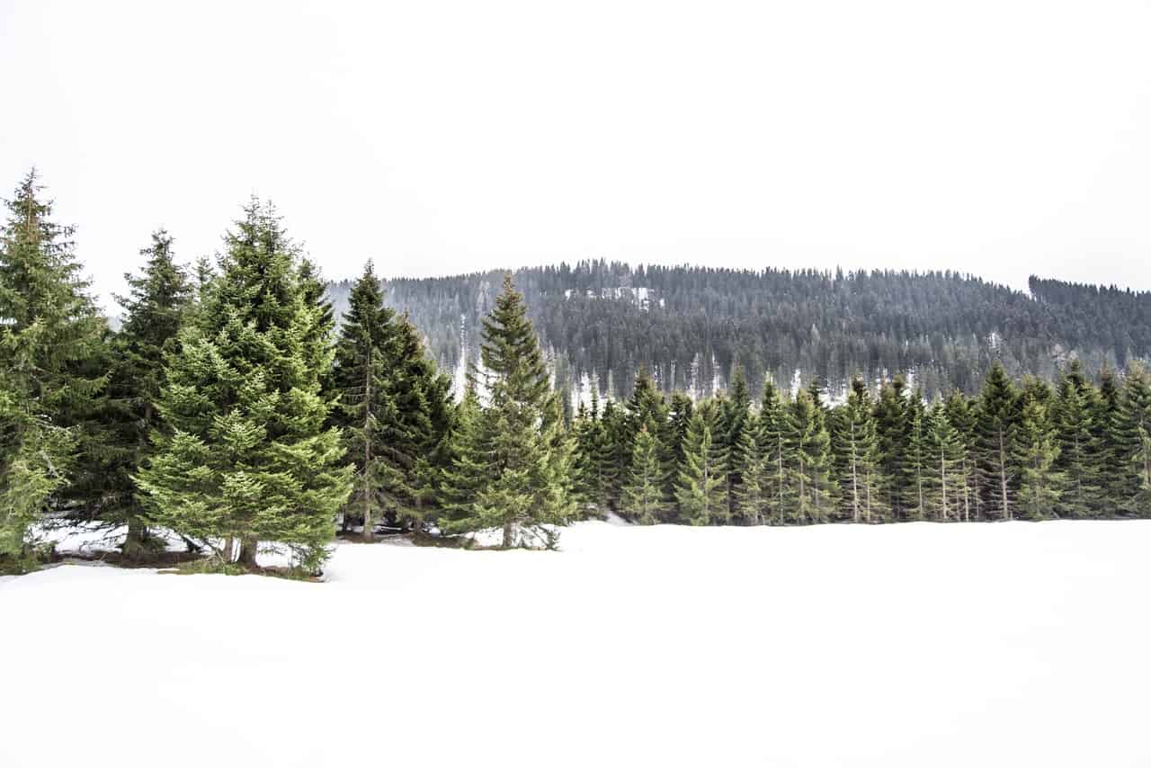 The impact of natural Christmas trees on the environment