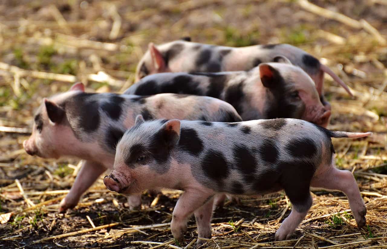Disease prevention in pig farms - Learn how to grow healthy pigs!