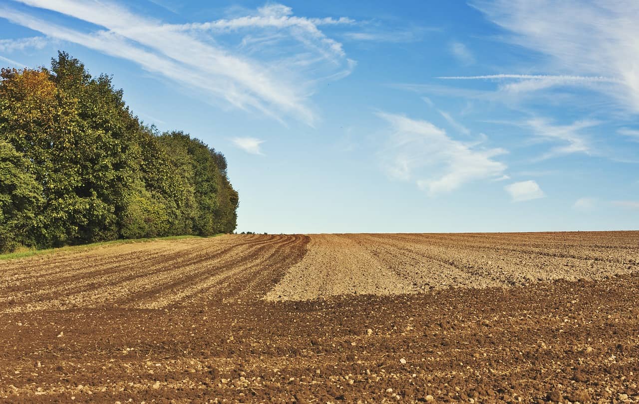 Useful tips on building your successful sugar beet crop