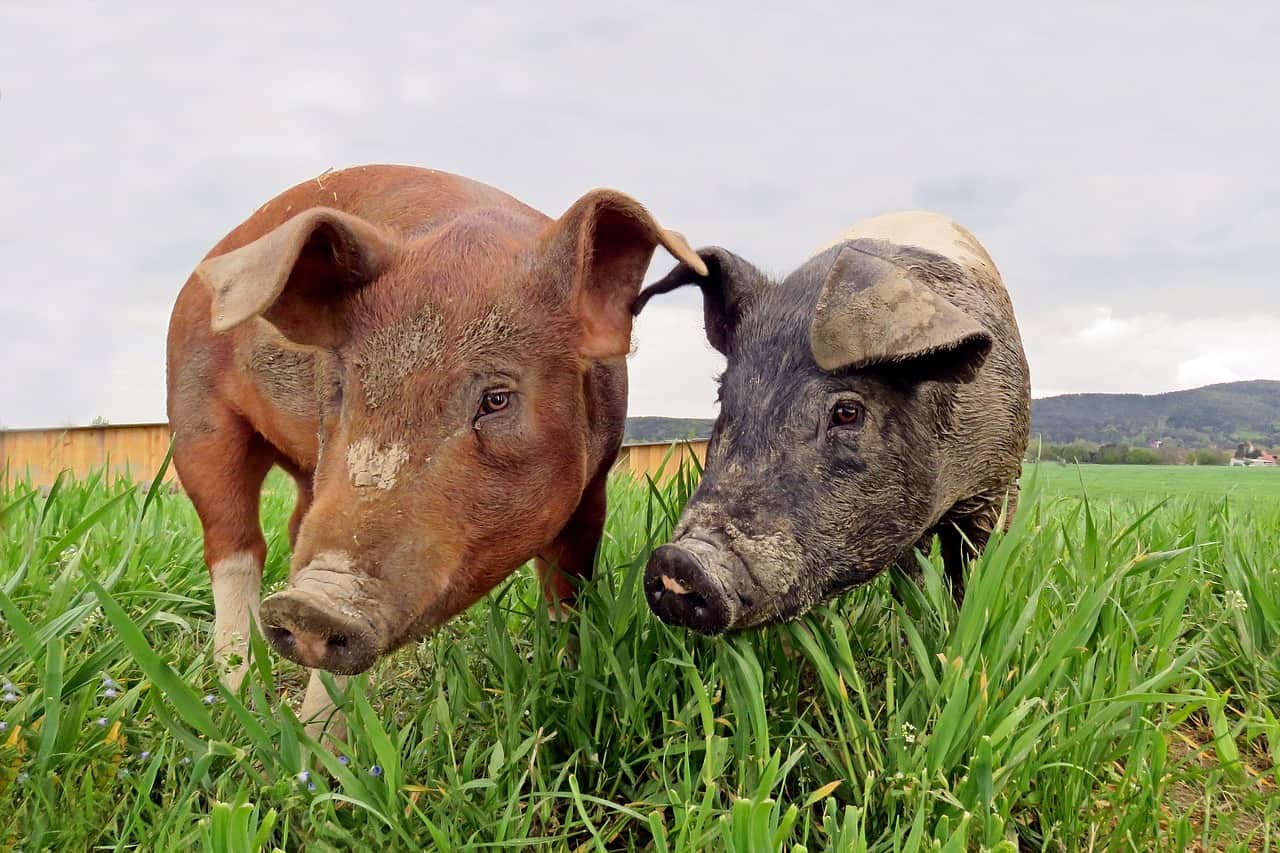 Disease prevention in pig farms - Learn how to grow healthy pigs!