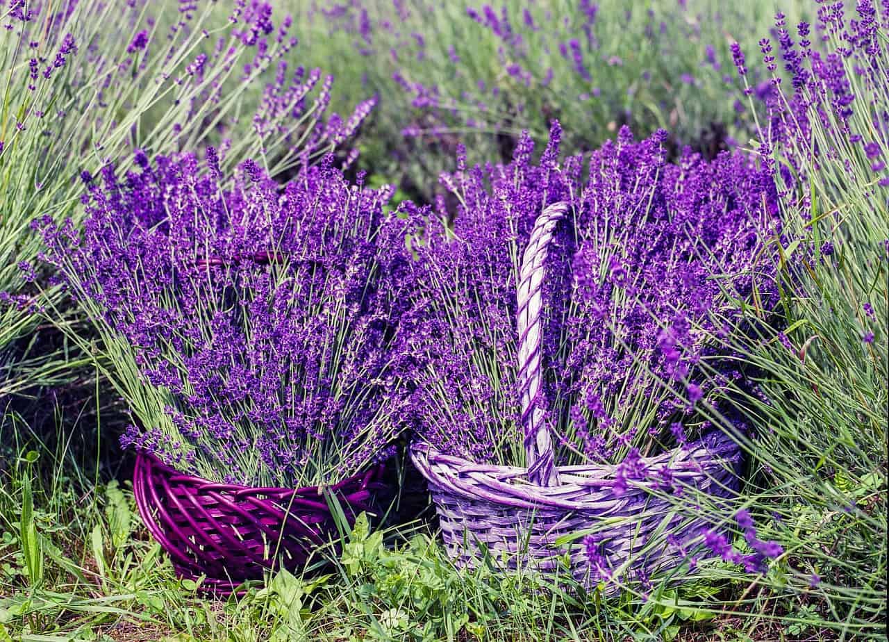 Famous agricultural areas in the world – Provence, France