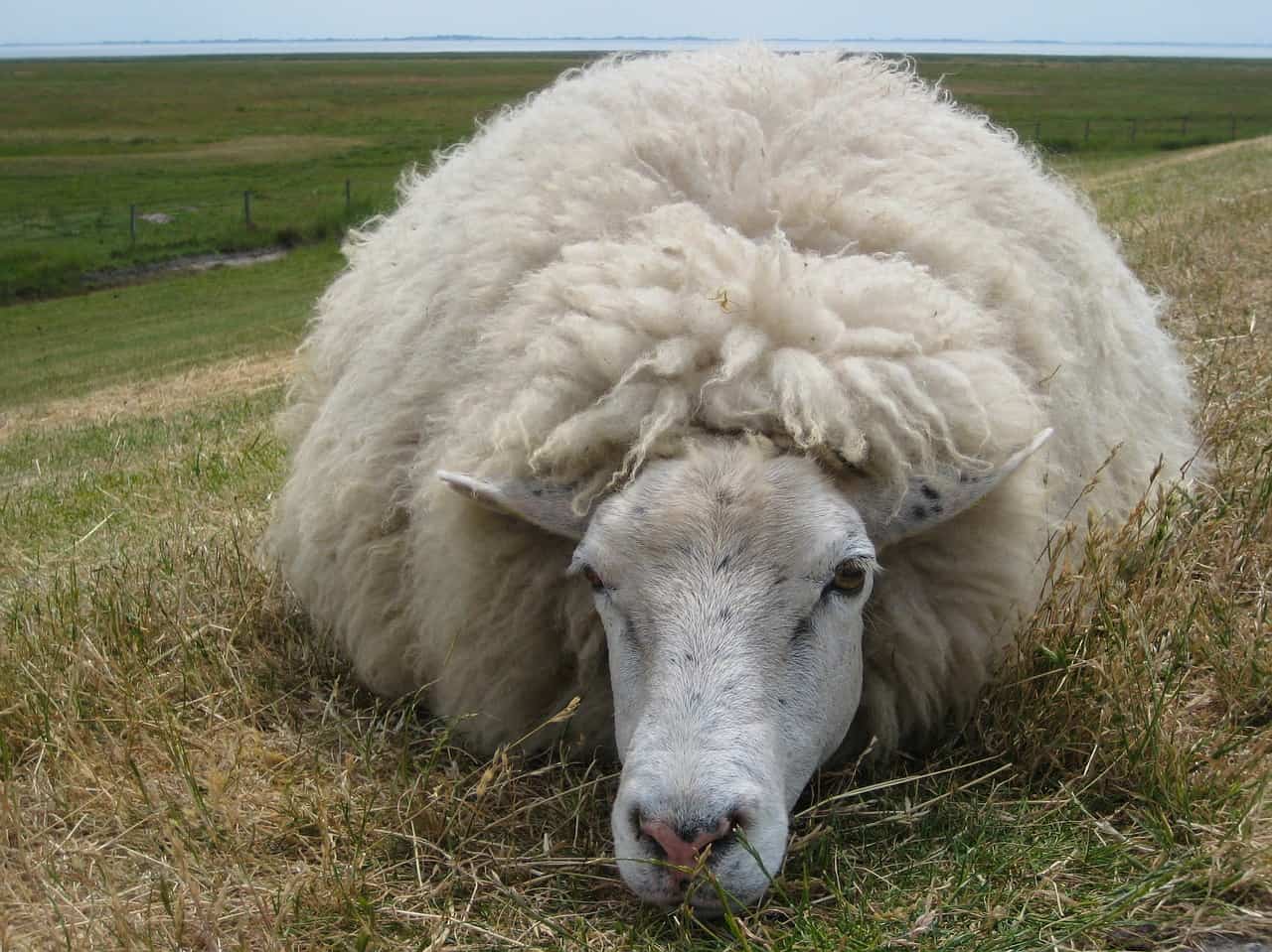 11 Things To Know About Wool Types Of Wool 11 Things To Know About Wool Types Of Wool