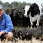 Top 10 biggest cows in the world - largest cow breeds